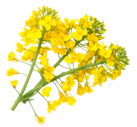 canola icon – Koala Gold